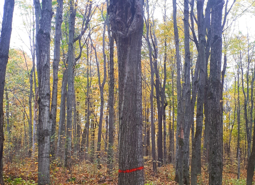 What is Sustainable Forest Management? – Grey Sauble Conservation Authority